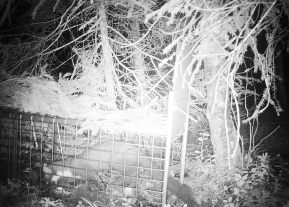 Bilder på mård. - Småvilt - Jaktsidan